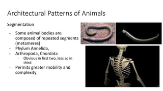 Architectural patterns of animals | PPTX