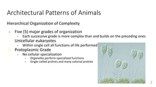 Architectural patterns of animals | PPTX