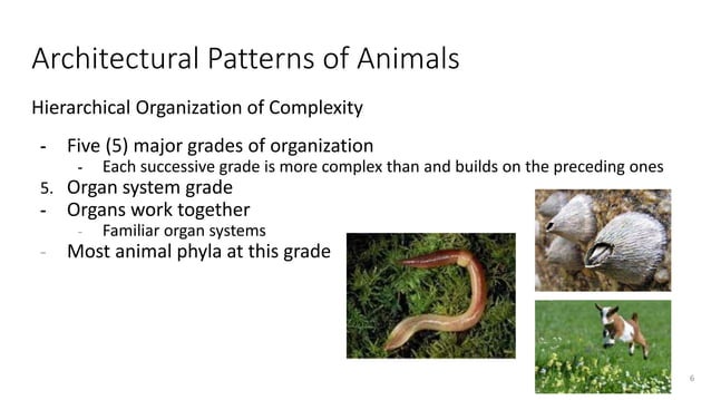 Architectural patterns of animals | PPTX | Biological Sciences | Science