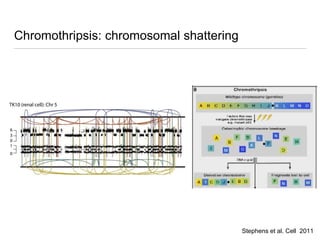 Architecture and evolution of neochromosomes | PPTX