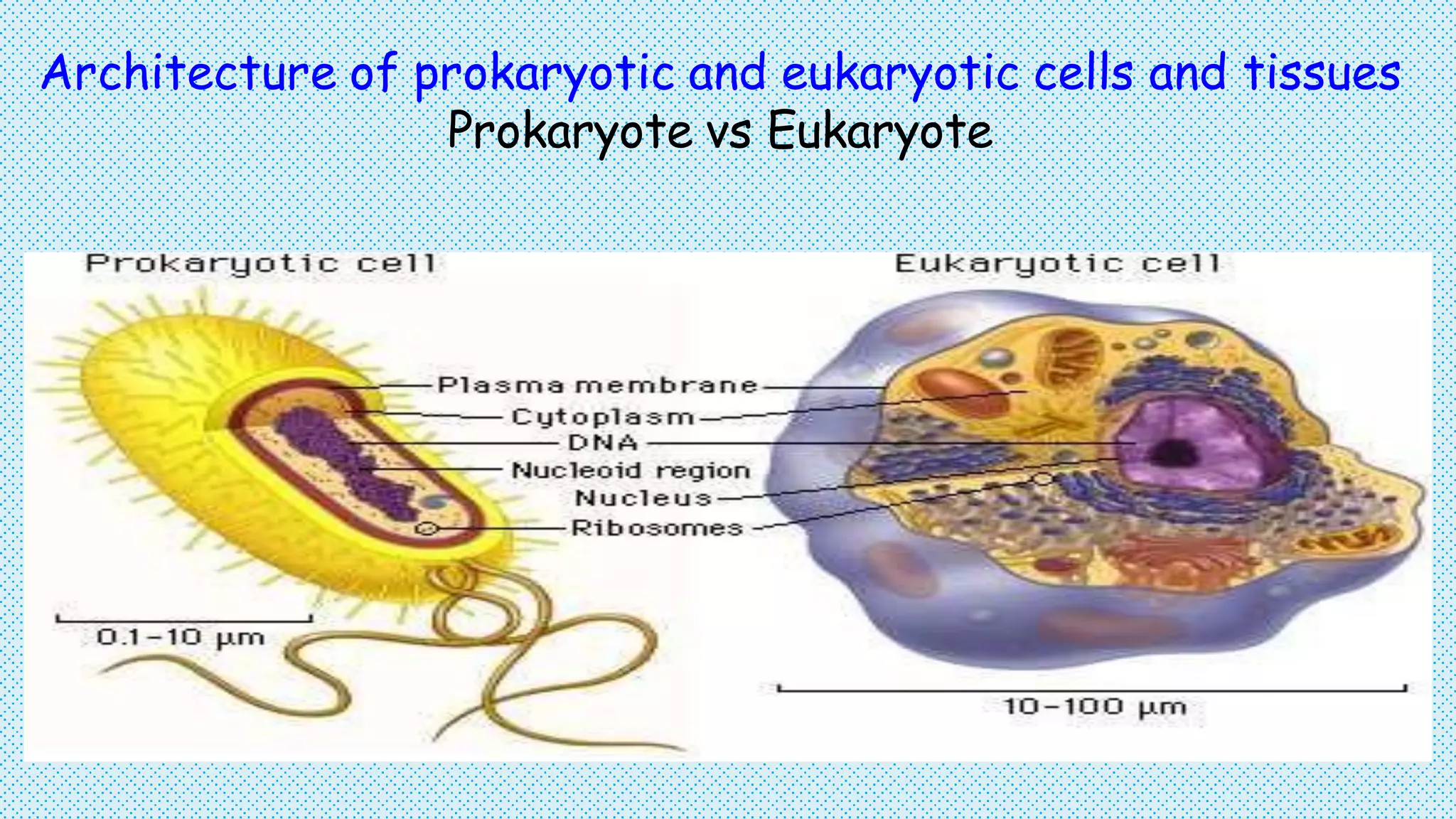 Architecture of prokaryotic and eukaryotic cells and tissues | PDF