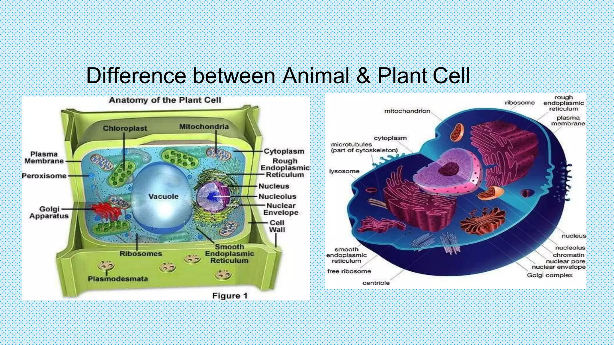 Architecture of prokaryotic and eukaryotic cells and tissues | PDF