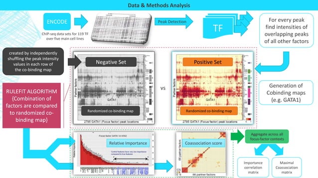 Architecture of the human regulatory network derived from encode data | PPT