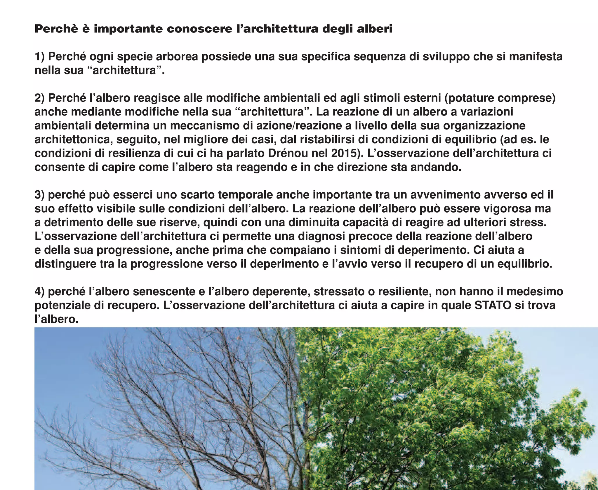 Architettura degli alberi con Jeanne Millet | PDF