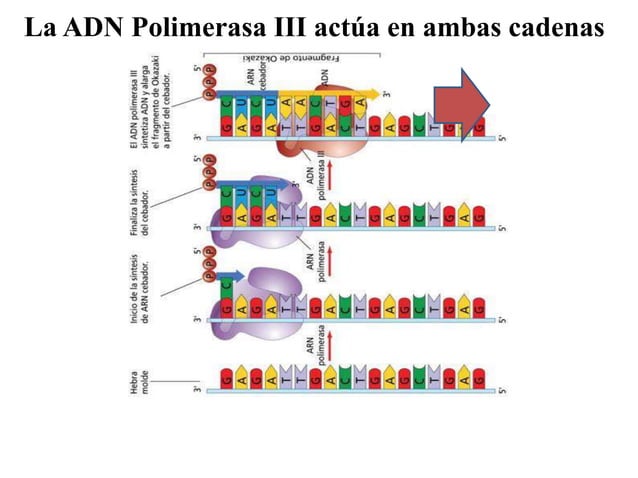 Replicación del ADN con diferentes características y métodos | PPT