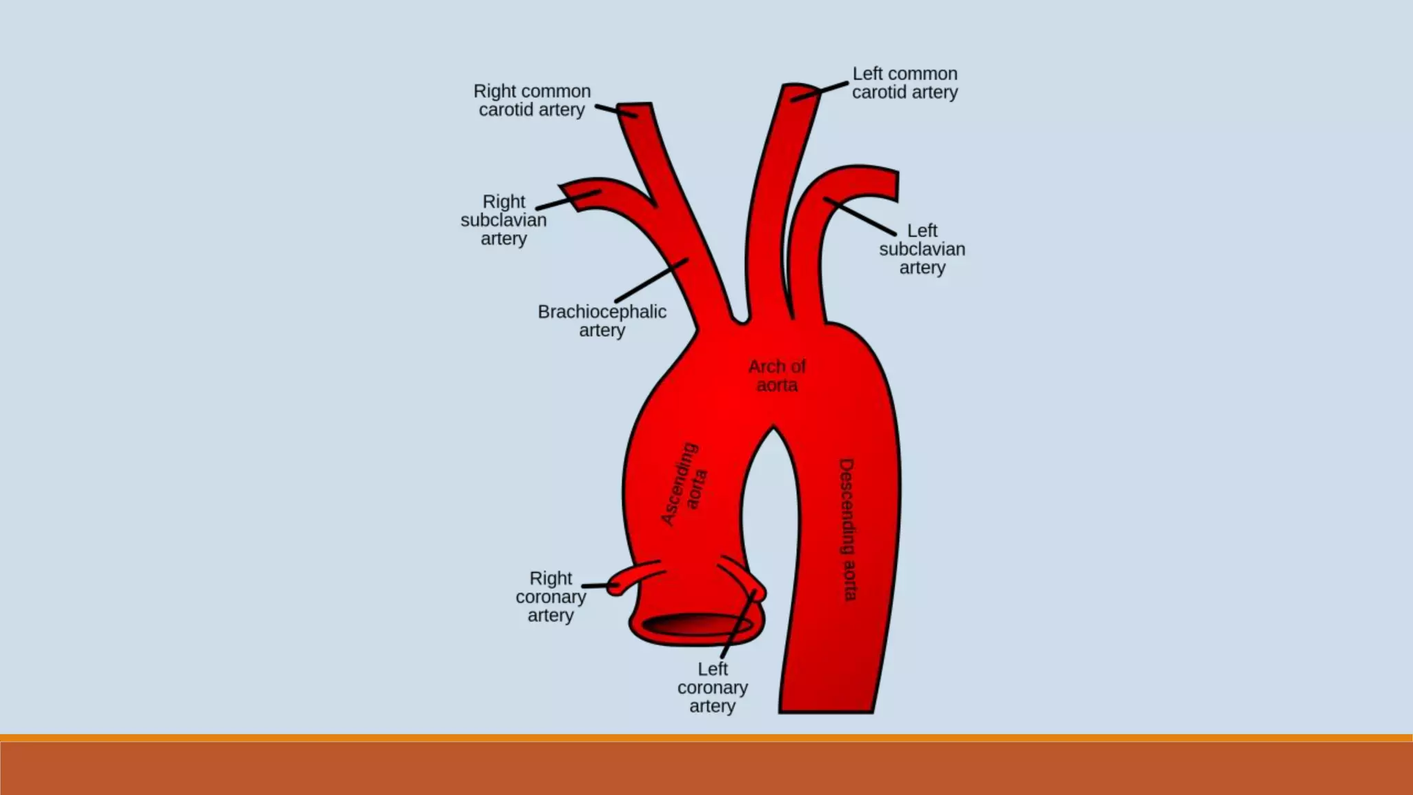 Arch of aorta | PPTX