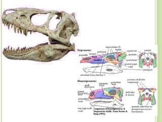 Archosaurs | PPT