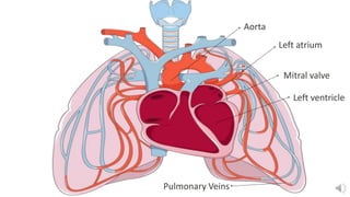 Systemic and Pulmonary Circulation.pptx