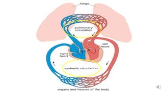Systemic and Pulmonary Circulation.pptx