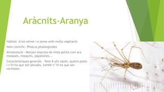 Aràcnits aranya | PPT