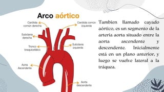 Anatomía De La Aorta Y Sus Ramas.
