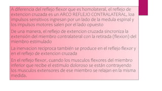 REFLEJOS Y ARCO DE REFLEJOS FISIOLOGIA.pptx