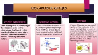 REFLEJOS Y ARCO DE REFLEJOS FISIOLOGIA.pptx