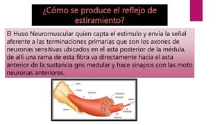REFLEJOS Y ARCO DE REFLEJOS FISIOLOGIA.pptx