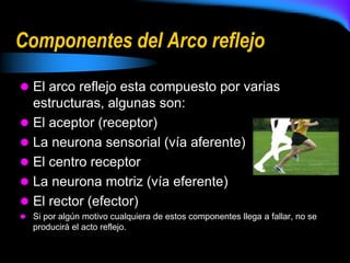 Arco reflejo | PPTX