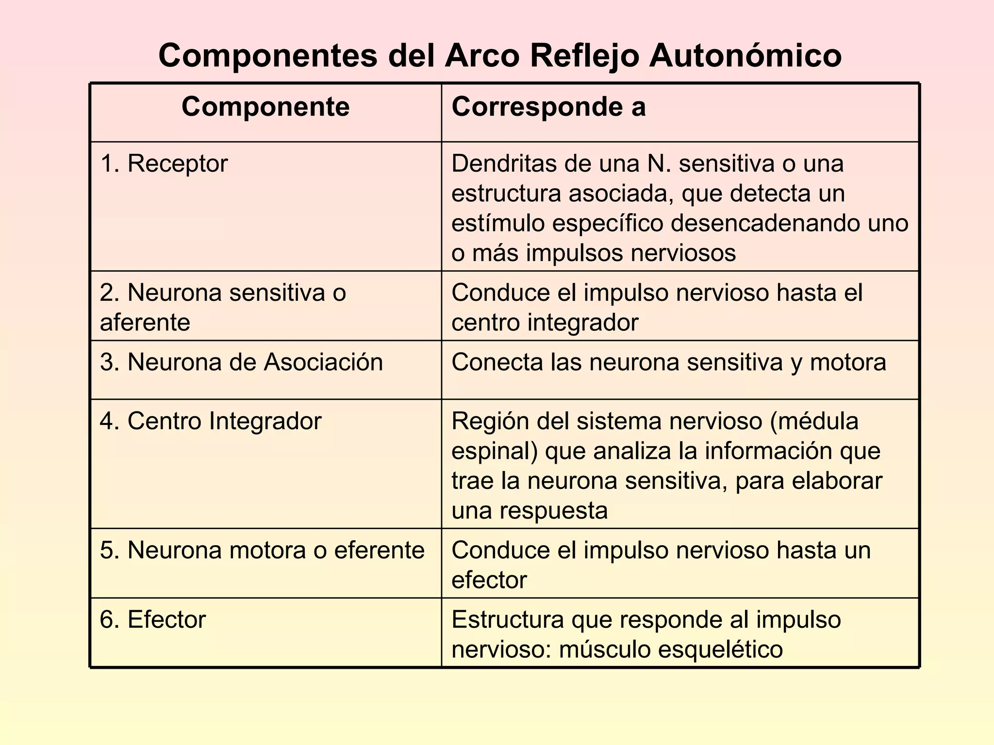 Arco reflejo | PPT