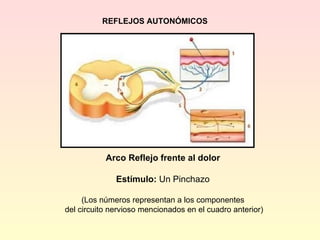 Arco reflejo | PPT