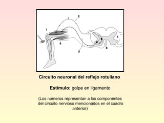 Arco reflejo | PPT