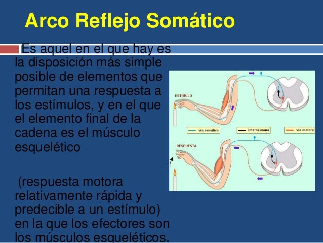 Reflejos: Definición, Tipos Y Ejemplos – SGEIZ