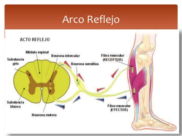 Arco reflejo | PPTX