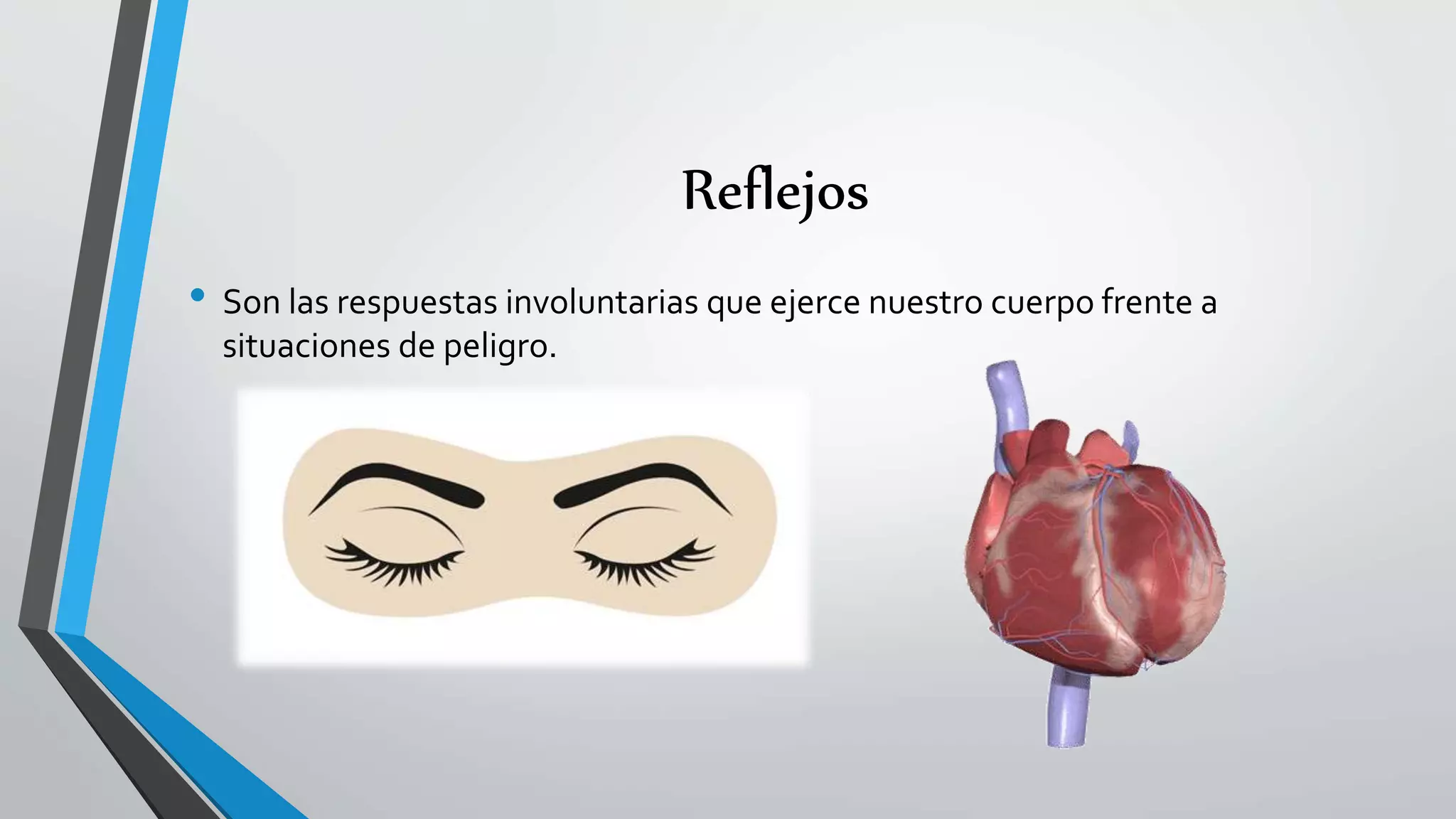 Arco reflejo | PPT