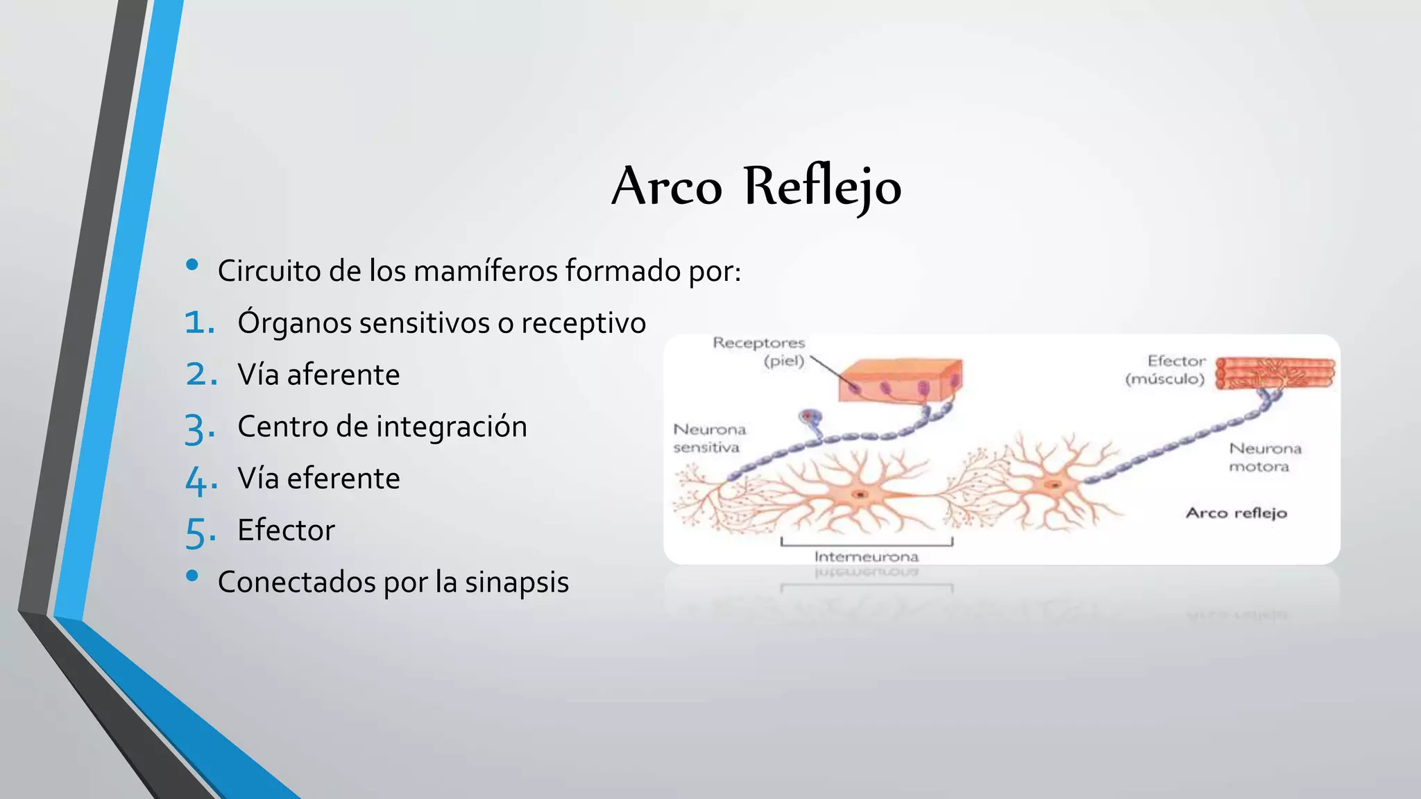 Arco reflejo | PPT