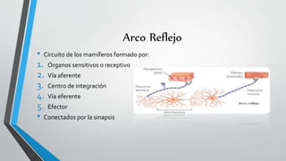 Arco reflejo | PPTX