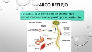 Arco reflejo | PPTX