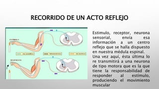 Arco reflejo | PPTX