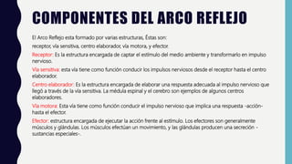 Arco reflejo | PPTX