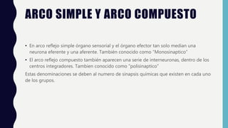 Arco reflejo | PPTX