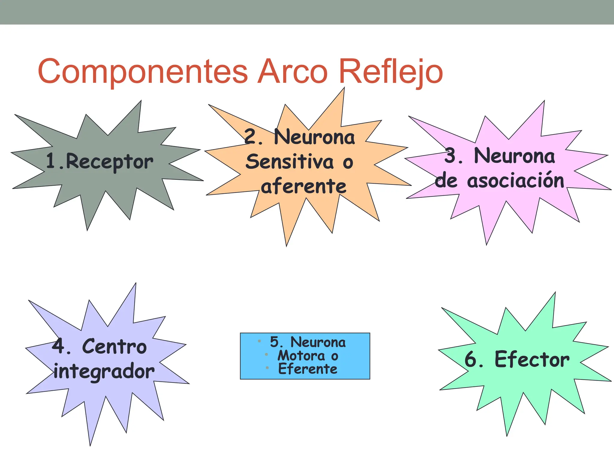 Arco Reflejo.ppt sistema nervioso periferico | PPT