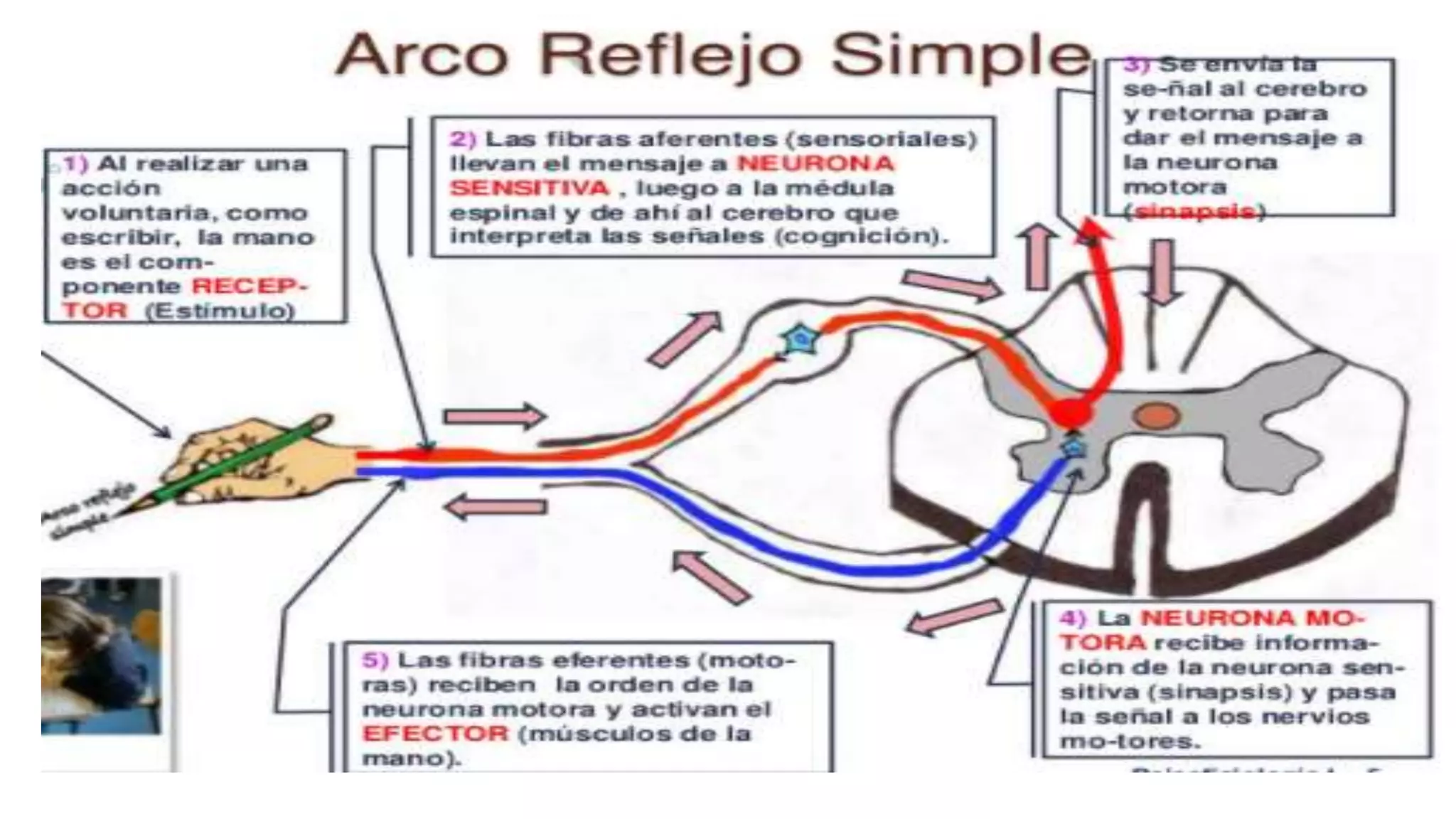 Arco reflejo 06 ene 2021 | PPTX | Science