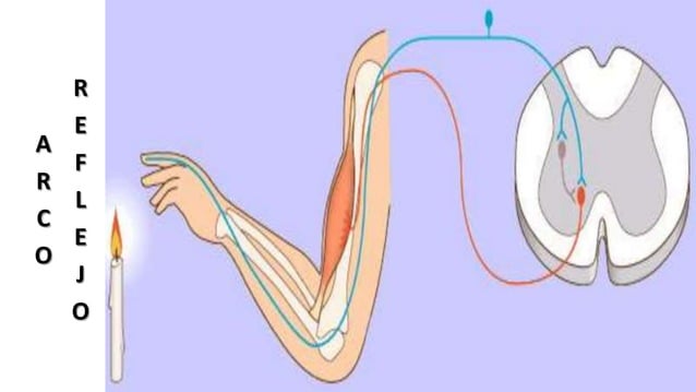 Arco reflejo 06 ene 2021 | PPTX | Science