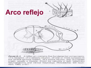 Arco reflejo fisiologia exposicion | PPTX