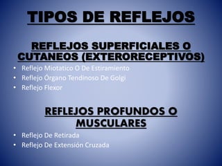Arco reflejo fisiologia exposicion | PPTX