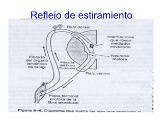 Arco reflejo fisiologia exposicion | PPTX