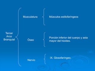Arcos branquiales | PPTX