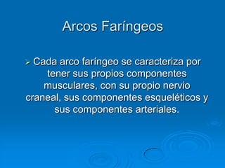 Arcos branquiales | PPTX