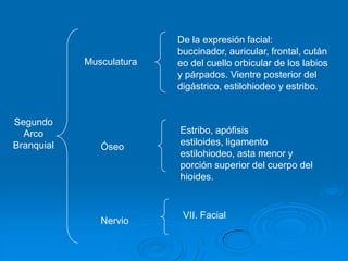 Arcos branquiales | PPTX