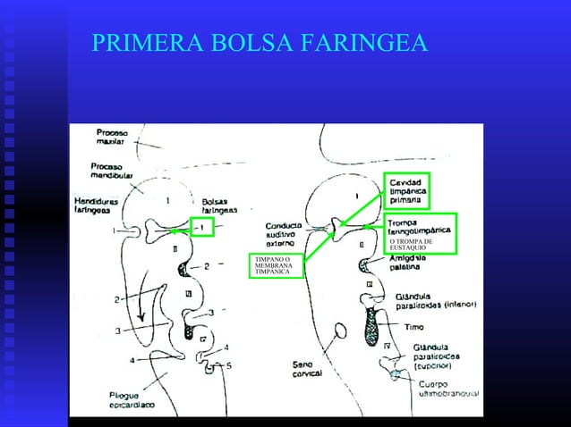 Arcos branquiales | PPT | Ear, Nose and Throat Conditions | Diseases ...