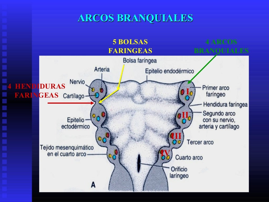 Arcos branquiales