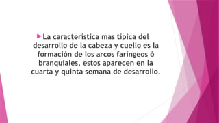Arcos branquiales y embriología de cuello.pptx