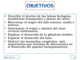 Arcos faringeos... embriologia | PPT