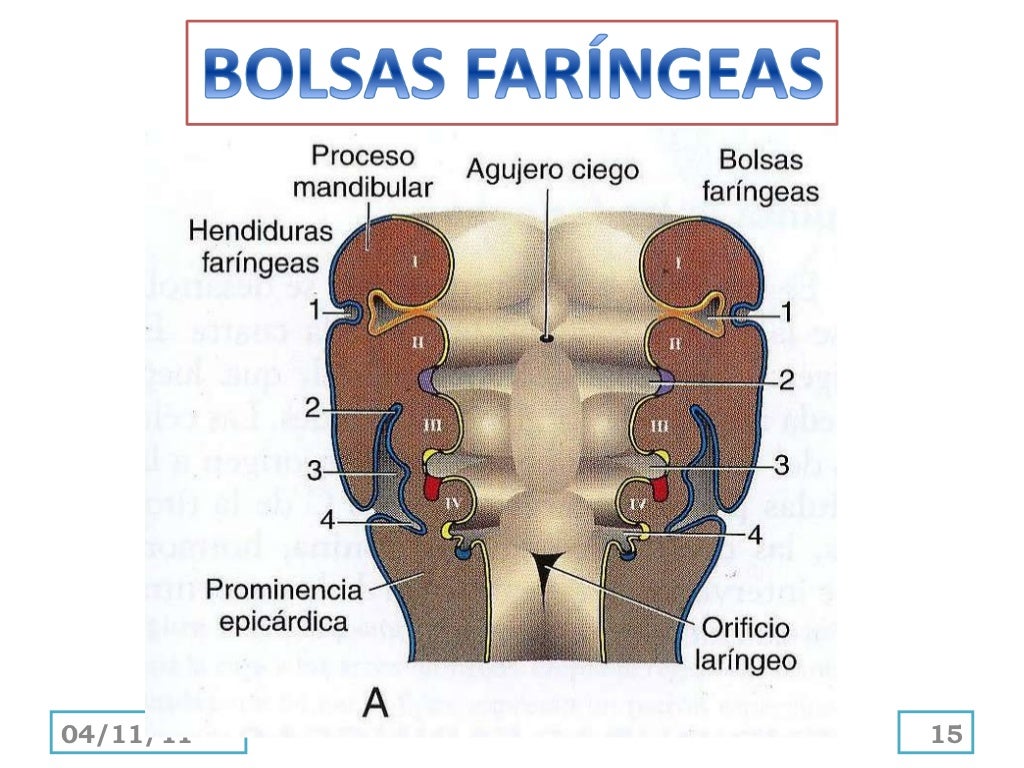 Arcos faringeos... embriologia