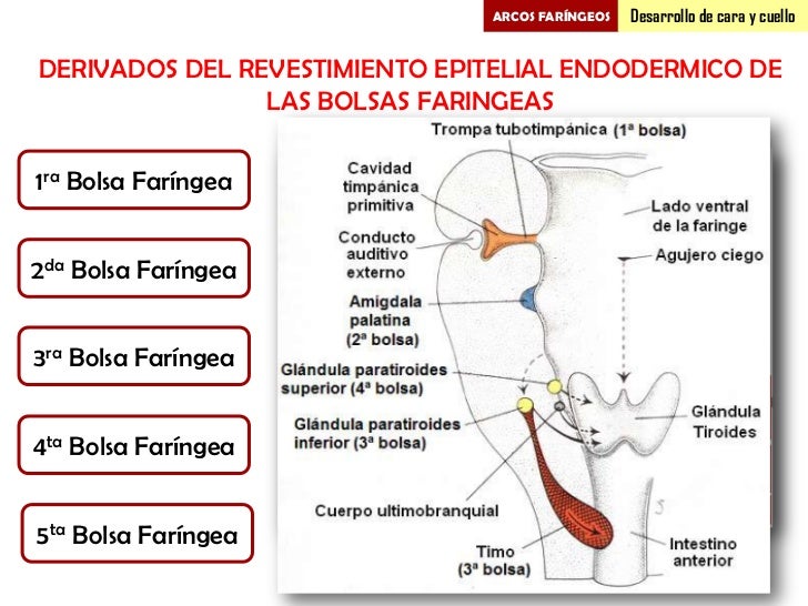 PPT Sistema Faríngeo PowerPoint Presentation, free download ID5750263