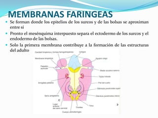 Arcos faringeos y paladar hendido | PPTX