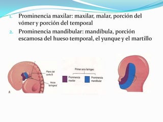 Arcos faringeos y paladar hendido | PPTX