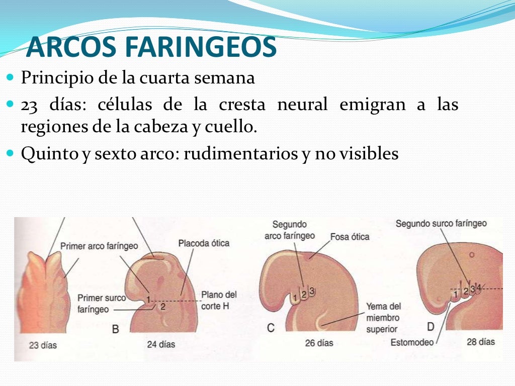 Arcos faringeos y paladar hendido