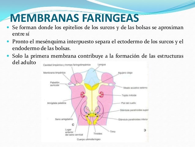 Arcos faringeos y paladar hendido
